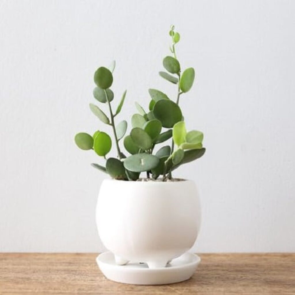 12 Stunning Round Leaf Houseplants That Brighten Any Home