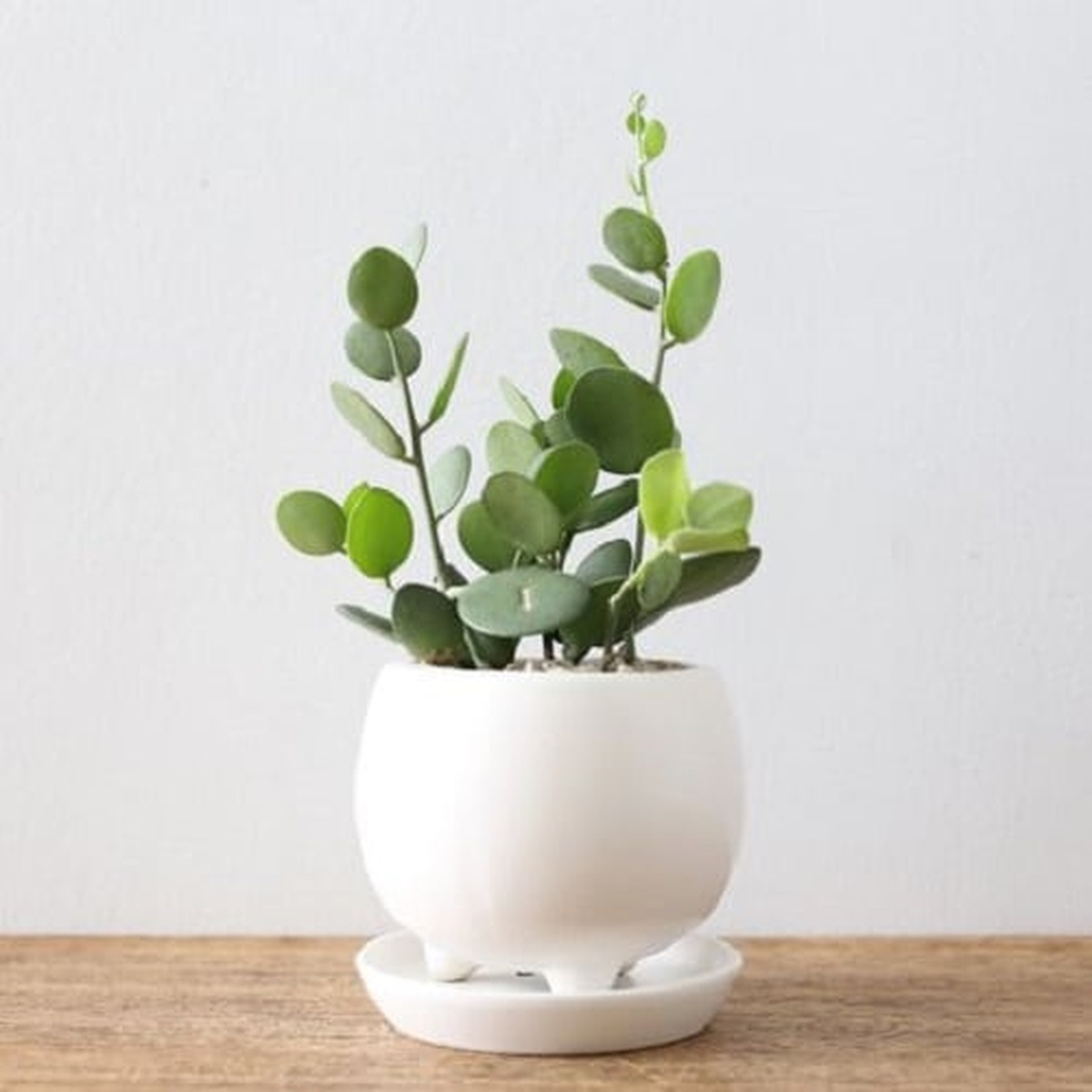 12 Stunning Round Leaf Houseplants That Brighten Any Home