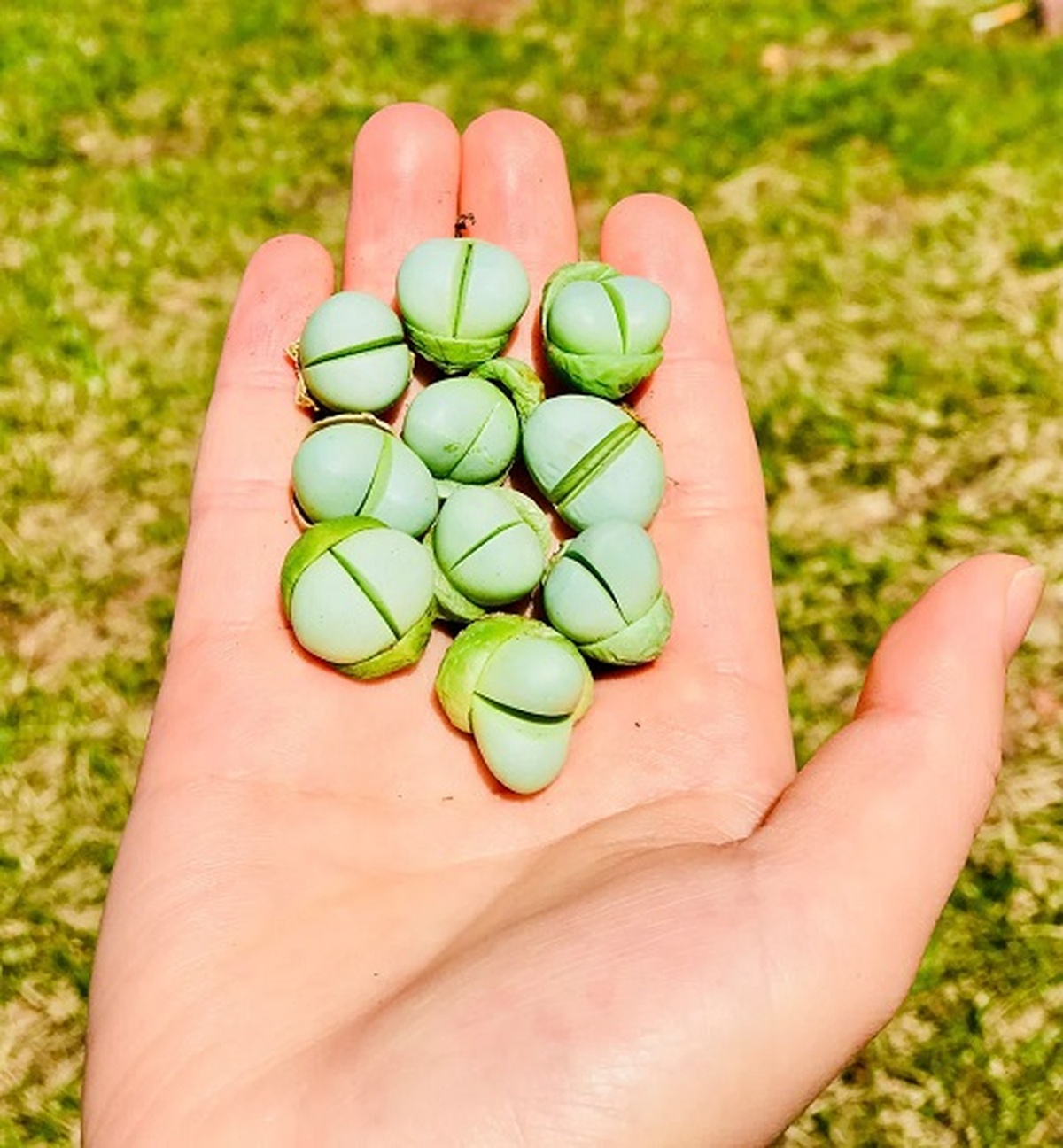 6 Enchanting Butt Plants to Add Charm to Your Garden