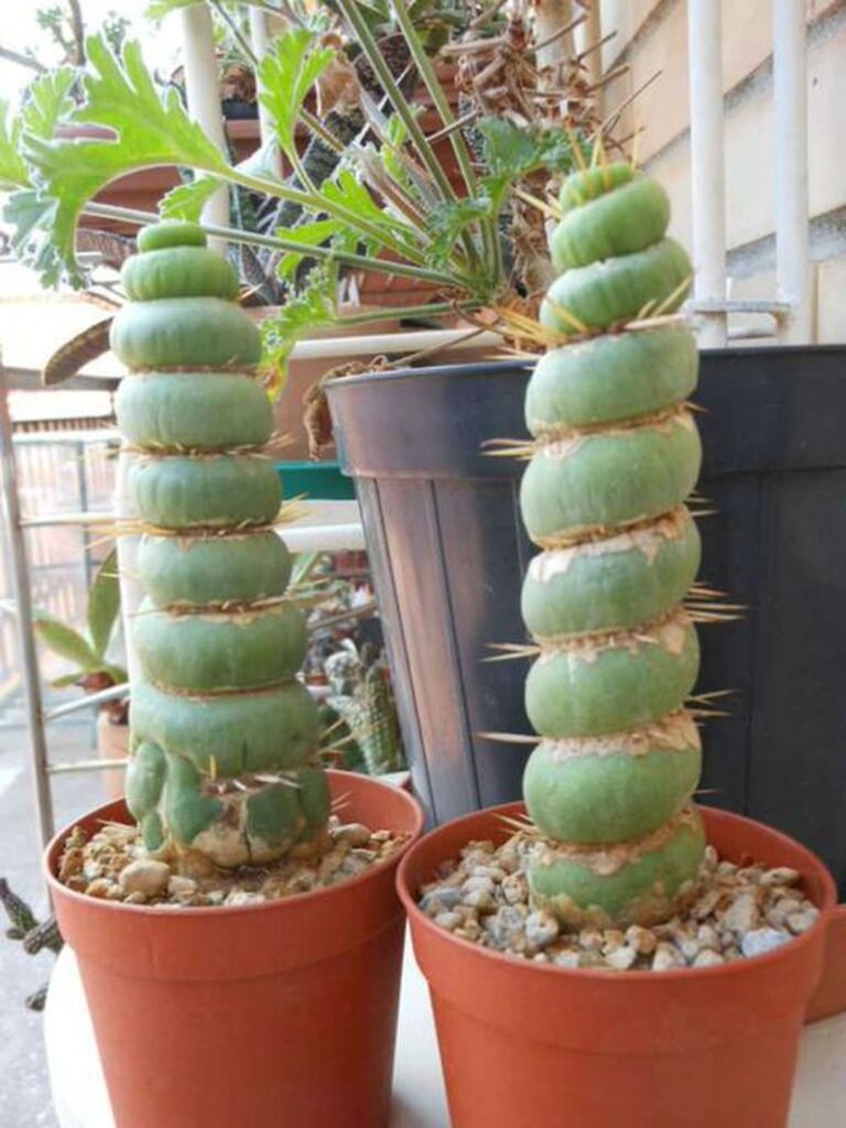28 Stunning Rare Cactus Plants to Transform Your Home Garden