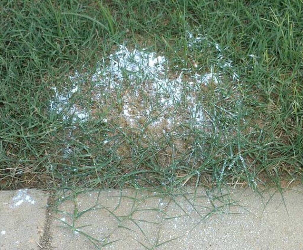 30 Effective Natural Home Remedies To Get Rid of Ants Today
