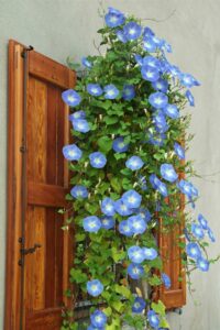 16 Charming Small Flowering Vines for Trellises to Admire