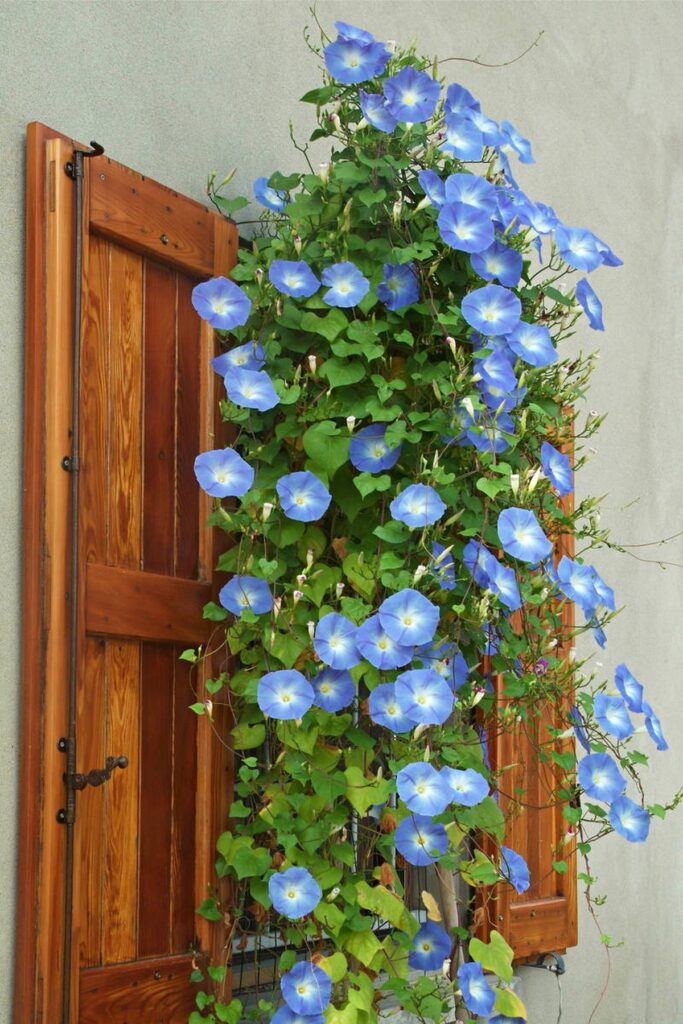16 Charming Small Flowering Vines for Trellises to Admire