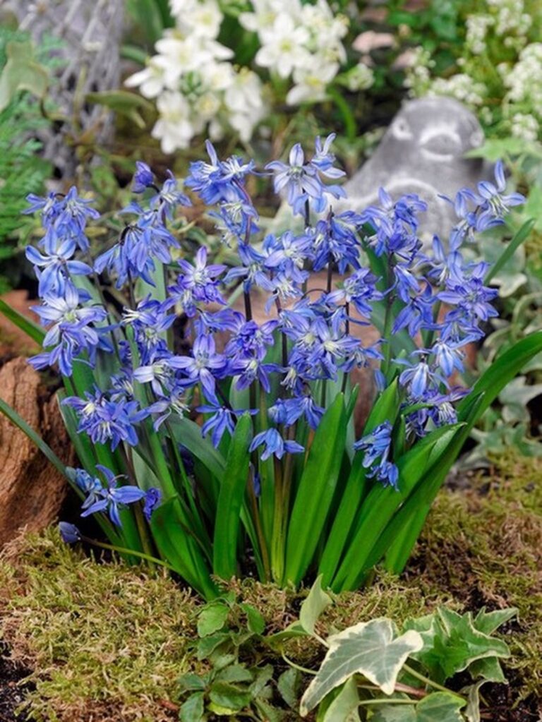 17 Beautiful Irish Flowers to Brighten Your Garden Space