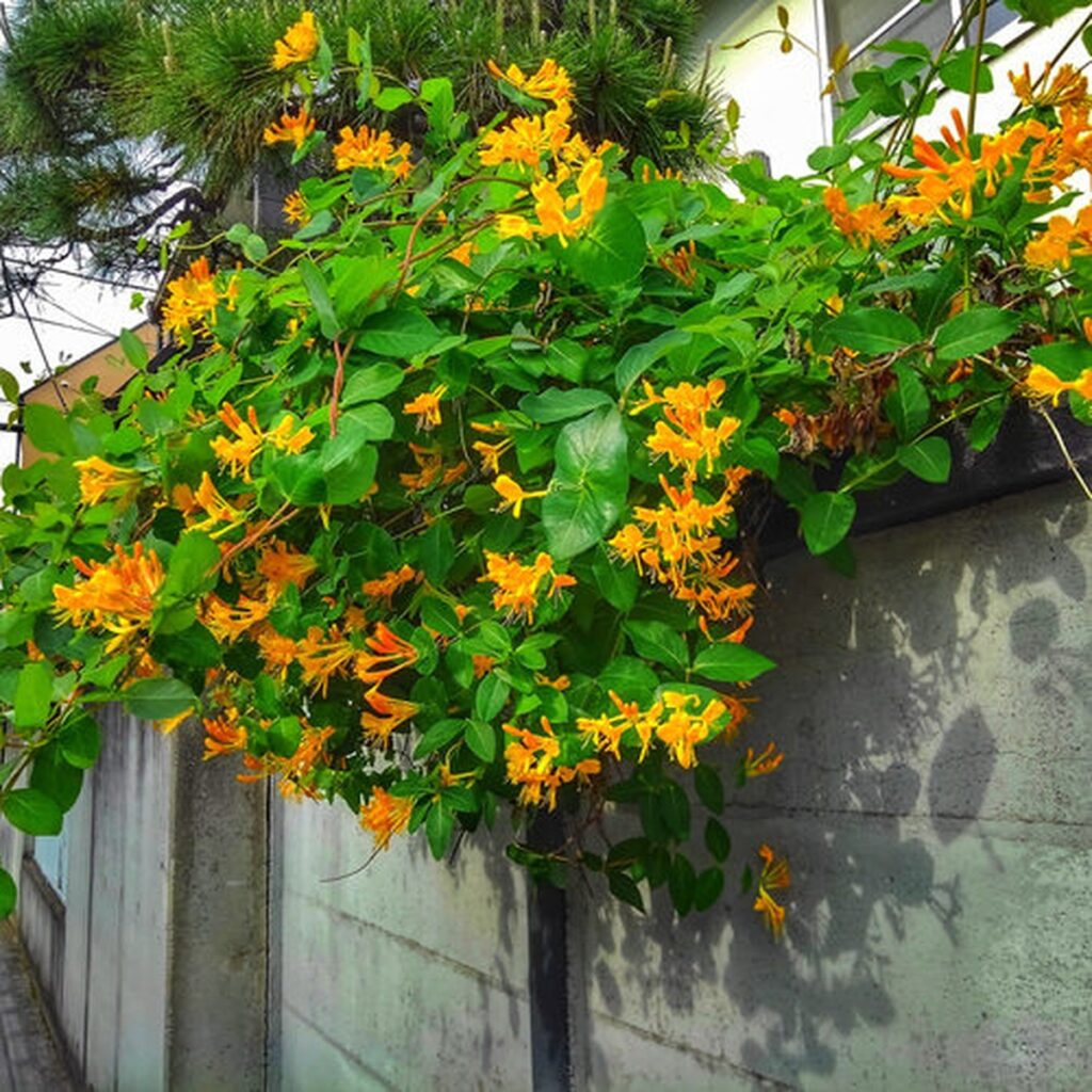53 Gorgeous Flowering Vines and Climbers for Garden & Containers