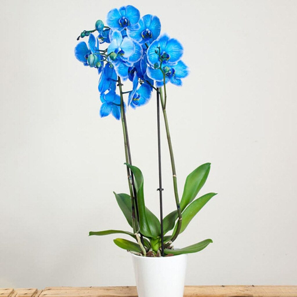 12 Popular Types of Blue Orchids with Meaning