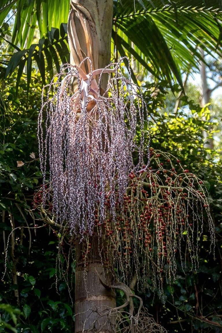 14 Gorgeous Palm Trees that Flower Beautifully in Your Garden