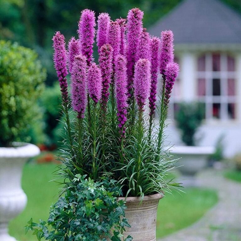 15 Gorgeous Chicago Native Plants for Your Enchanting Garden