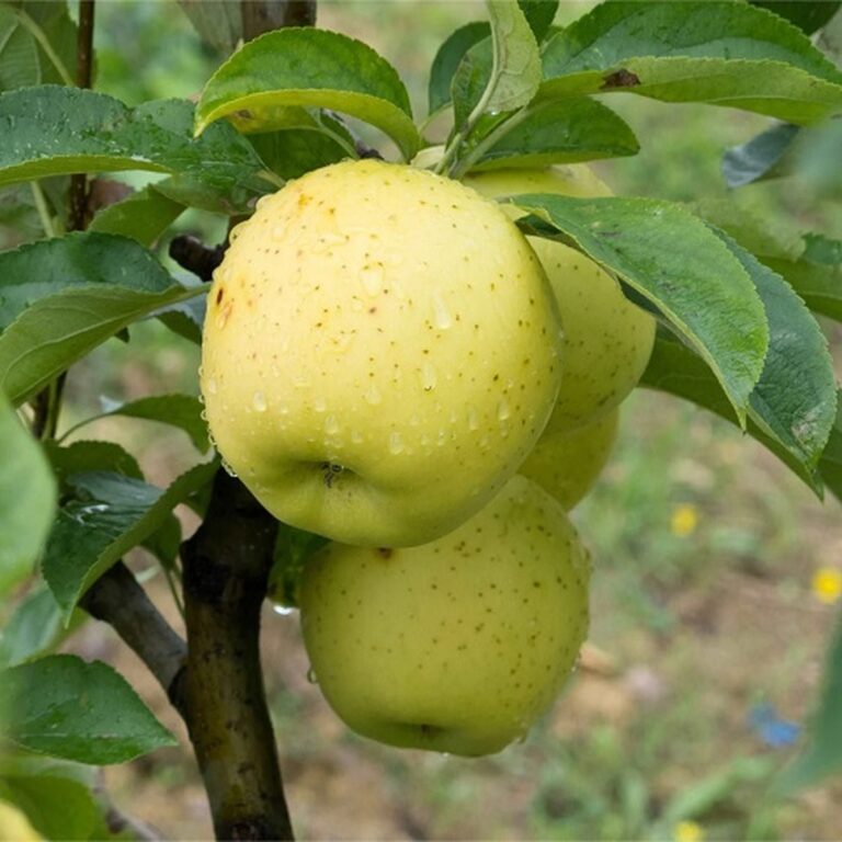 27 Delicious Yellow Apple Varieties Perfect For Your Garden