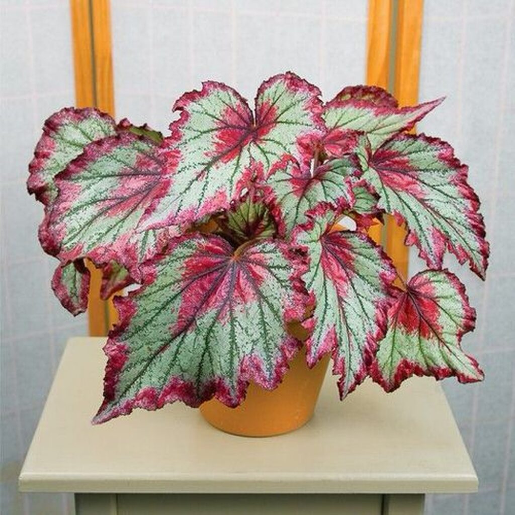 24 Stunning Pink Begonia Varieties to Explore