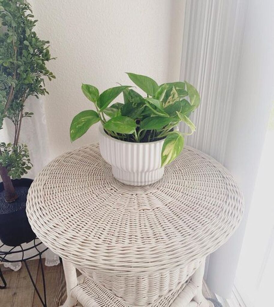 27 Stunning Ways IKEA Pots Transform Your Indoor Plants