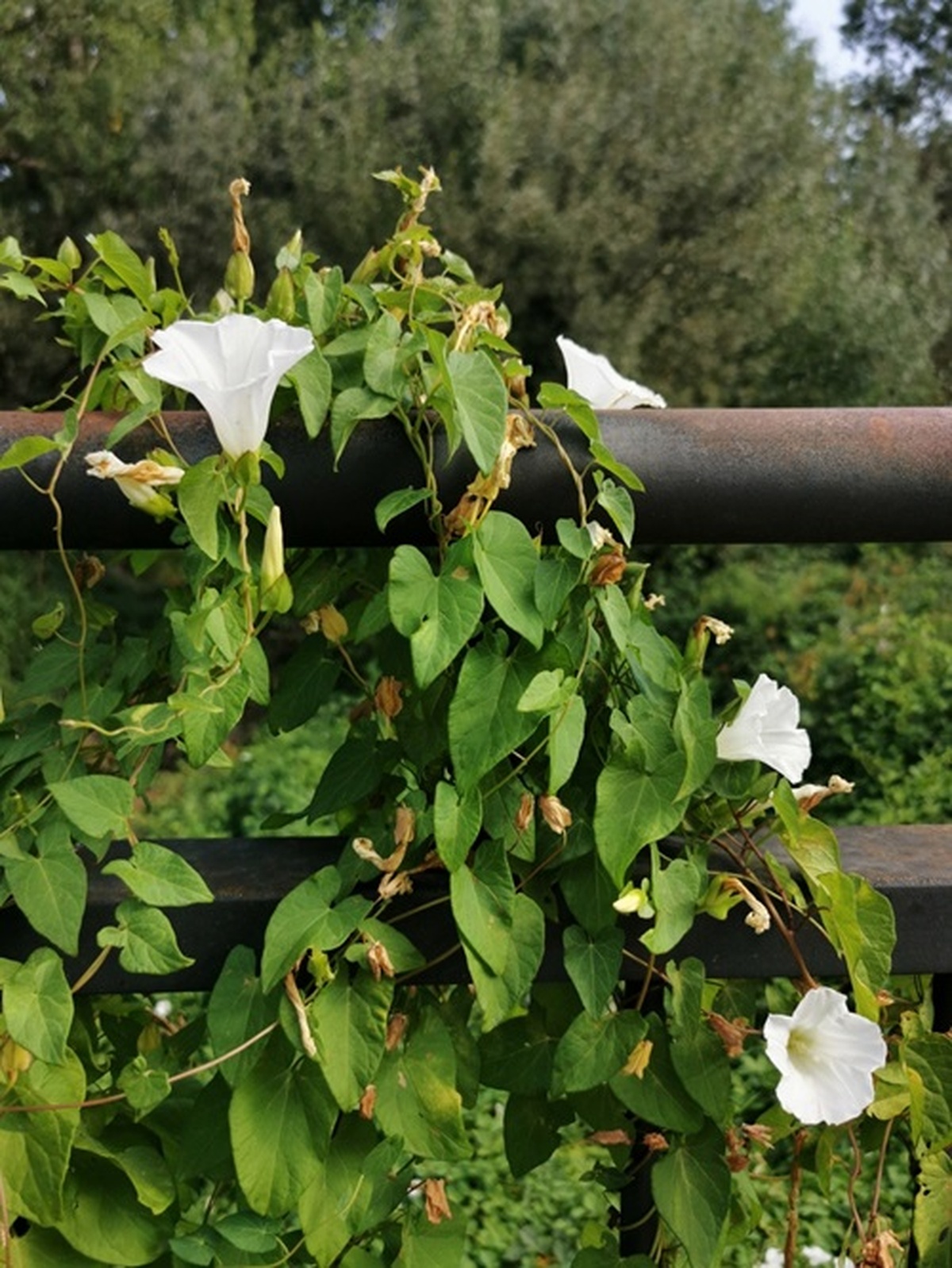 7 Enchanting Vines with White Trumpet Flowers to Transform Your Garden