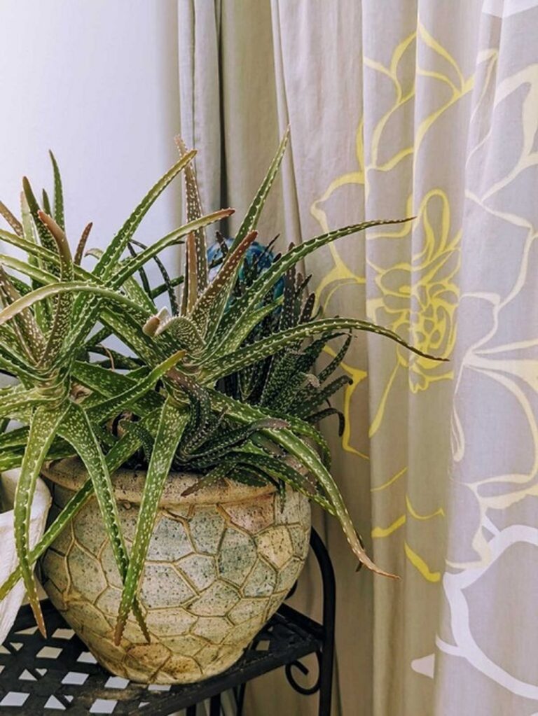 27 Stunning Aloe Vera Plant Display Ideas Indoors for Your Home
