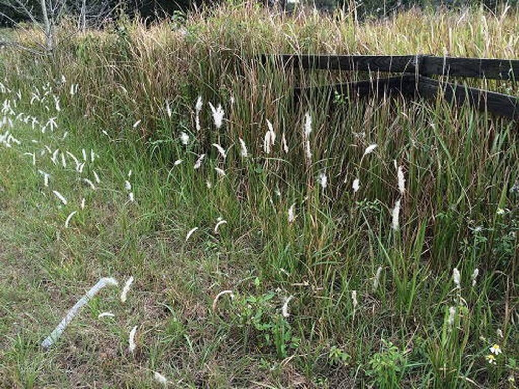 13 Most Invasive Plants: Remove These Garden Troublemakers Now