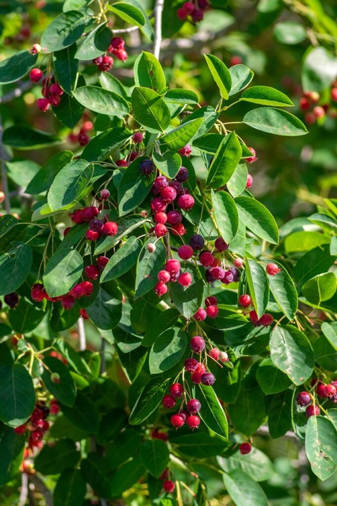 23 Stunning Trees with Red Berries for a Vibrant Garden