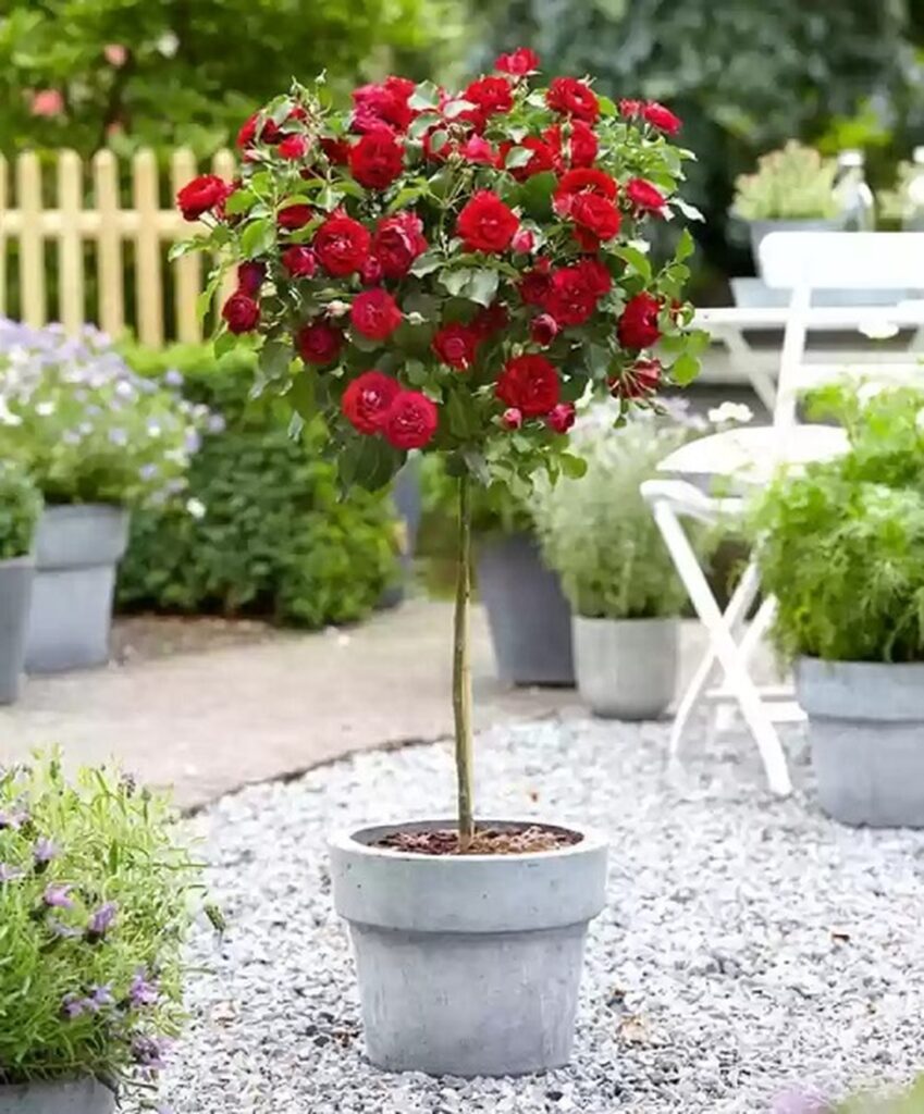 32 Enchanting Chinese Flowers That Bloom With Eastern Charm
