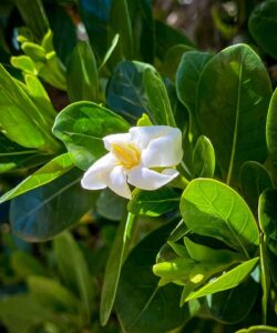 16 Beautiful White Flowers with Yellow Center to Brighten Your Garden