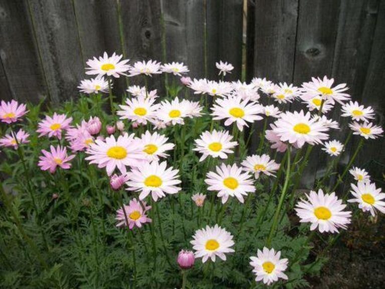 18 Beautiful Daisy-Like Flowers That Brighten Any Garden
