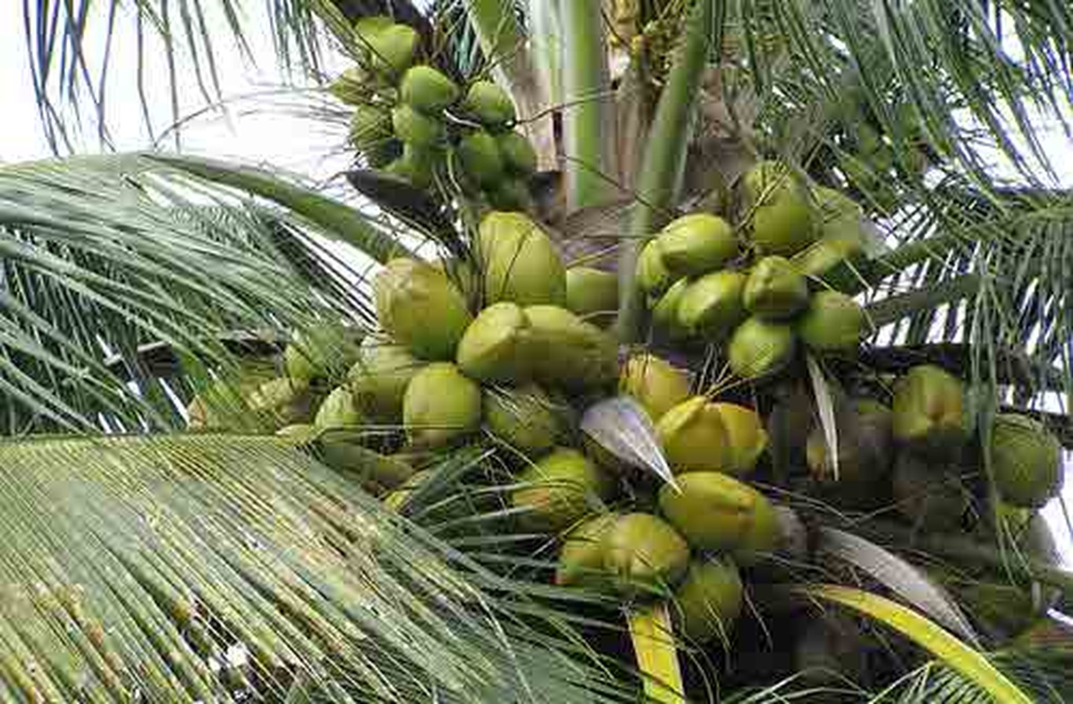 11 Fascinating Types Of Coconuts To Discover Today