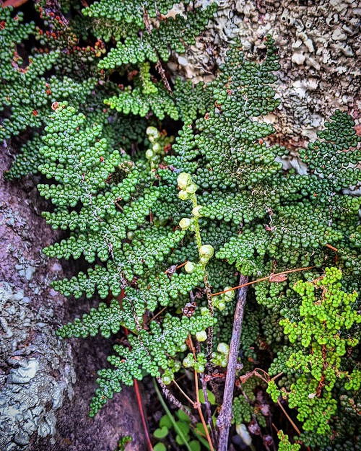 11 Gorgeous Drought Tolerant Ferns That Thrive in Dry Soil