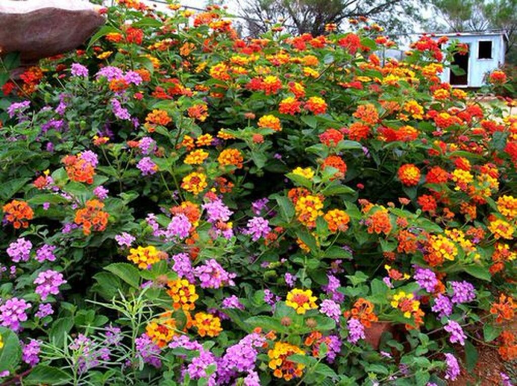 20 Vibrant Types of Lantanas Perfect for Your Garden