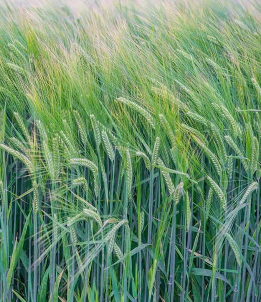 18 Common Weeds That Look Like Wheat—Can You Spot Them?