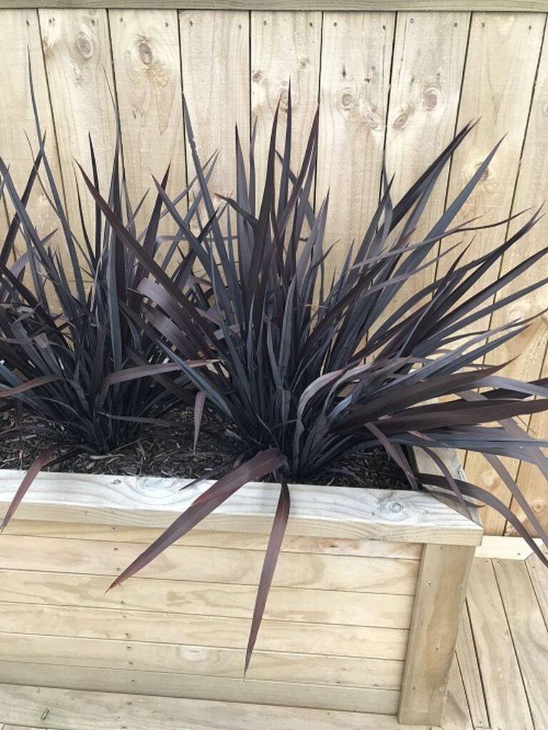 18 Stunning New Zealand Flax Varieties That Brighten Any Garden
