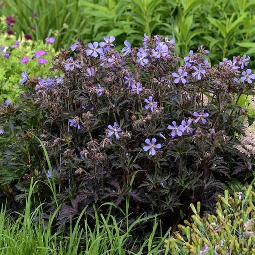 56 Stunning Black Flowers and Plants for a Dramatic Garden
