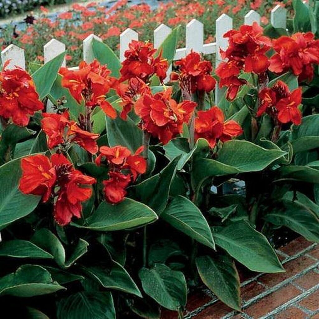 27 Stunning Big Leaf Outdoor Plants for Garden