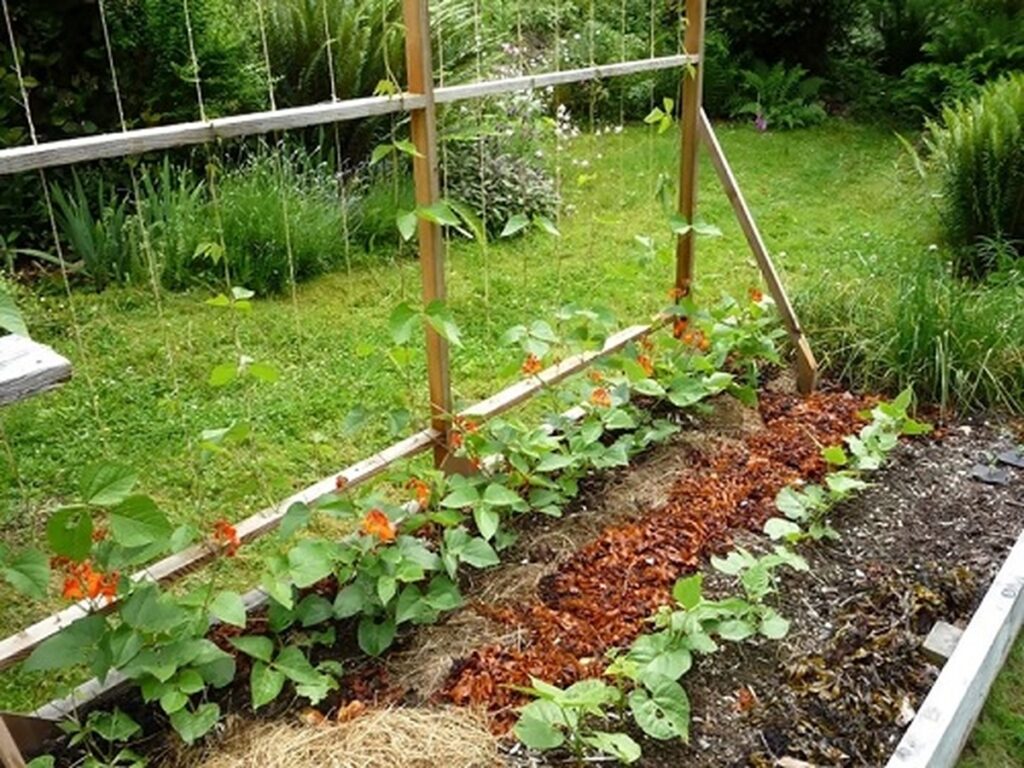 26 Simple and Creative DIY Bean Trellis Ideas for Your Garden