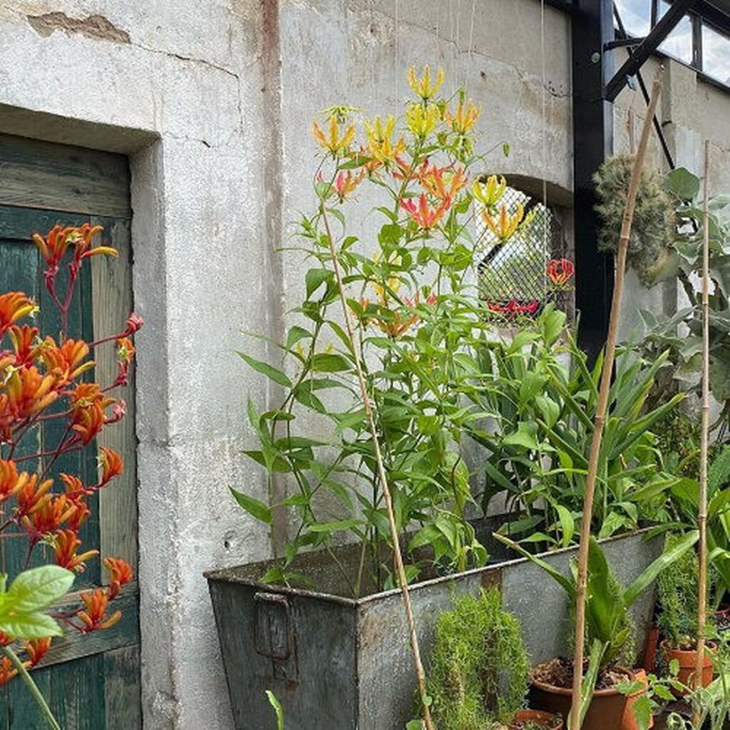 11 Stunning Climbers and Vines with Orange Flowers for Your Garden