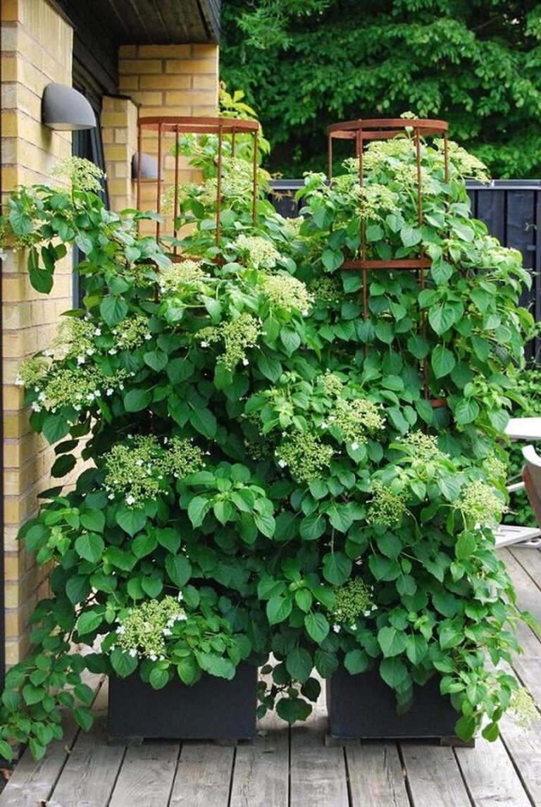 35 Gorgeous Vines for Containers Perfect for Your Garden Space