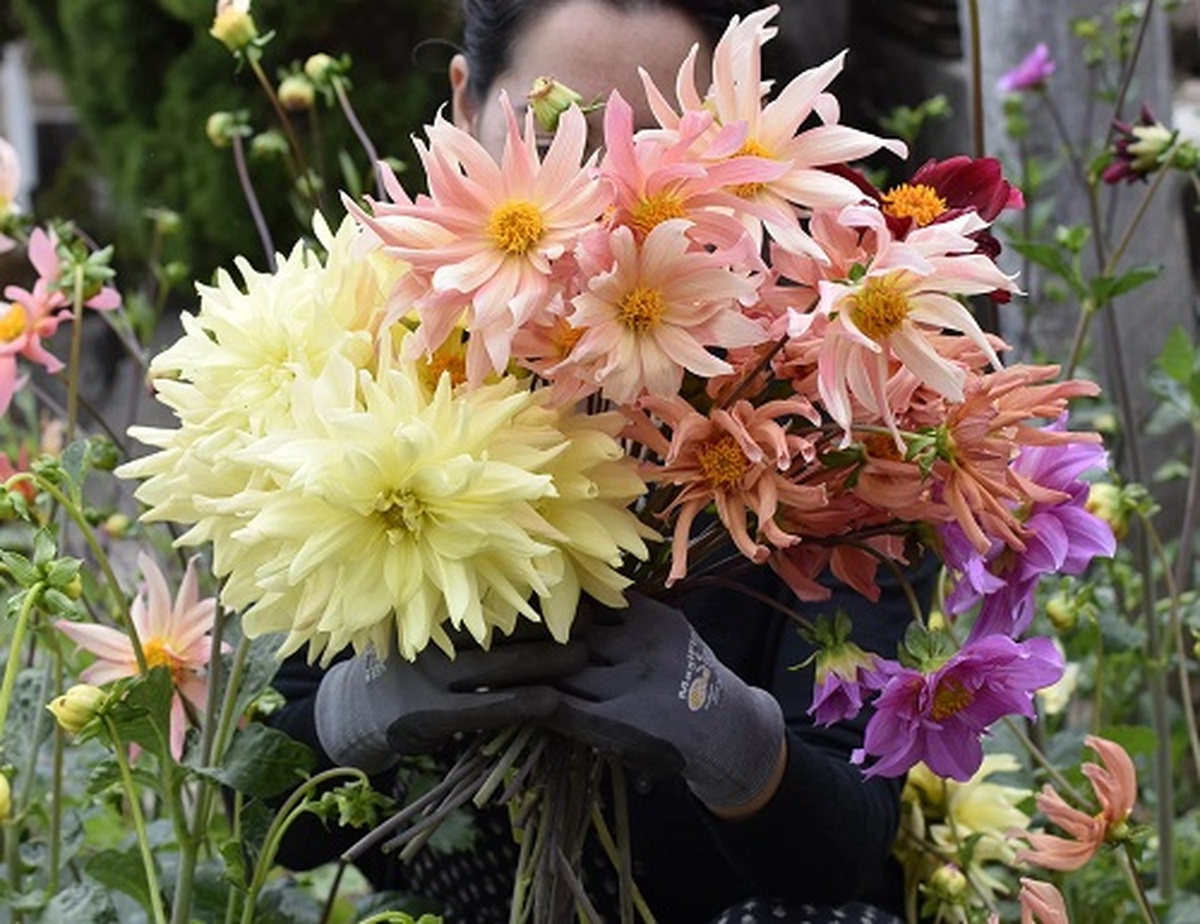 9 Stunning Flowers with a Lot of Petals That Bloom Beautifully