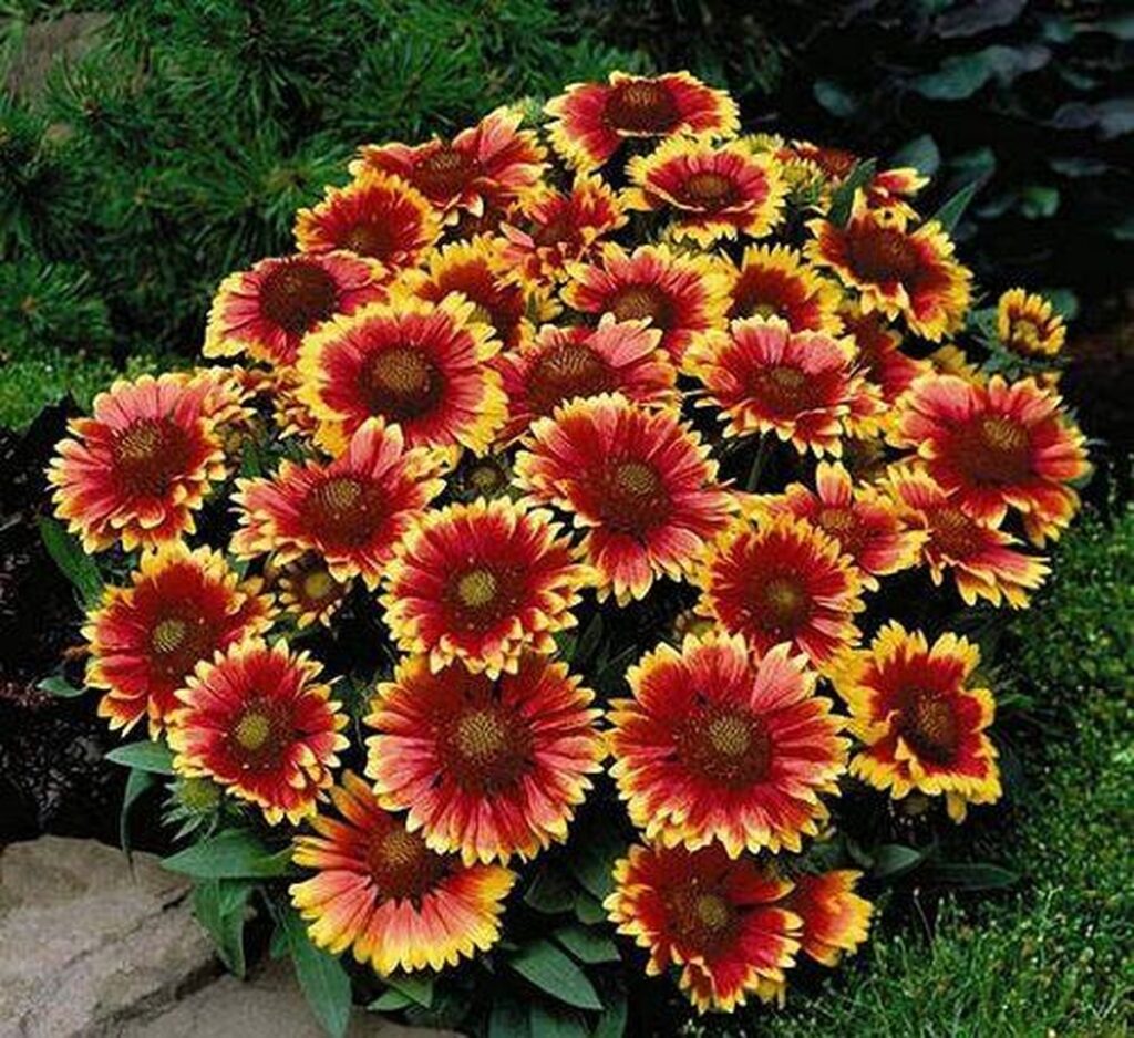 21 Gorgeous Brown Flowers to Brighten Your Garden Today