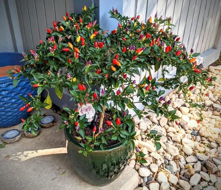 15 Stunning Ornamental Pepper Varieties: Can You Eat Them?