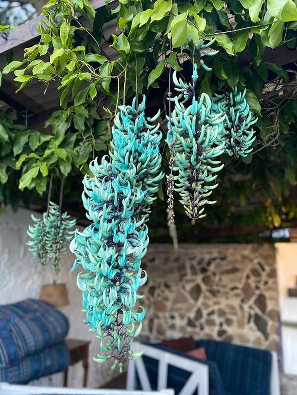 6 Stunning Blue Indoor Vines That Brighten Any Room