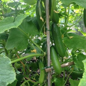 20 Delightful Mini Cucumber Varieties for Your Garden Delight