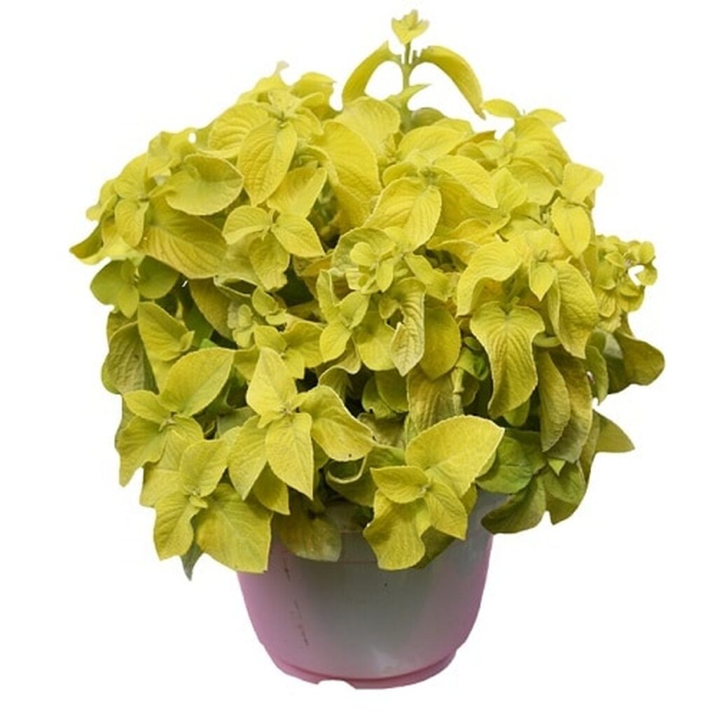 30 Gorgeous Coleus Varieties That Brighten Any Garden Space