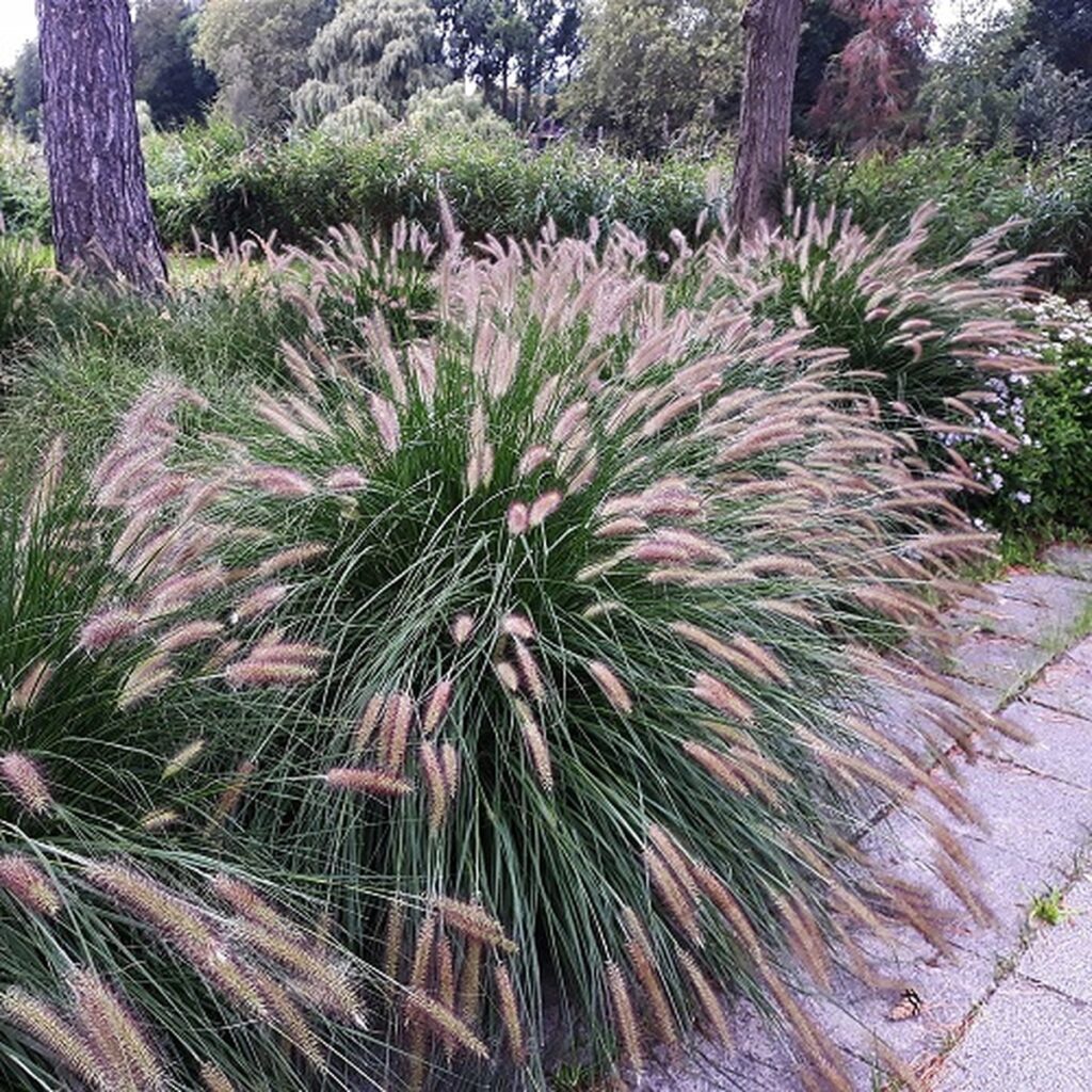 15 Stunning Ornamental Grasses For Shade That Thrive Effortlessly
