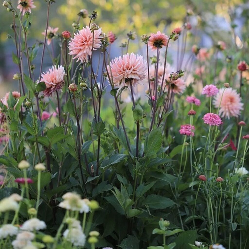 50 Beautiful Types of Cut Flowers for a Cut Flower Garden