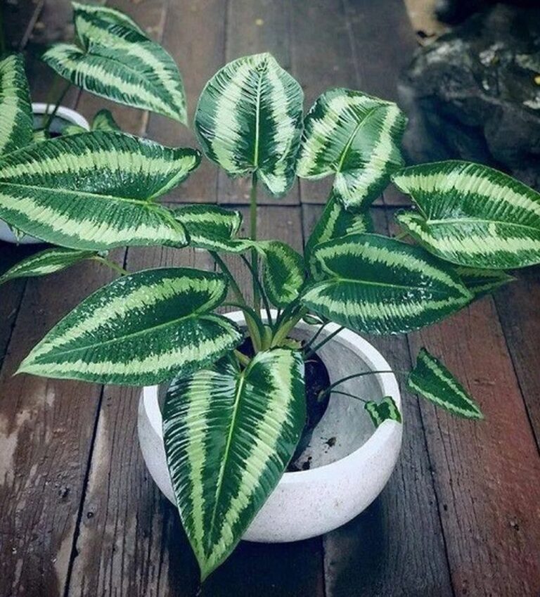 19 Stunning Types of Homalomena Varieties for Your Indoor Garden