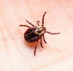 11 Surprising Tiny Black Bugs in Bathroom with No Wings to Know