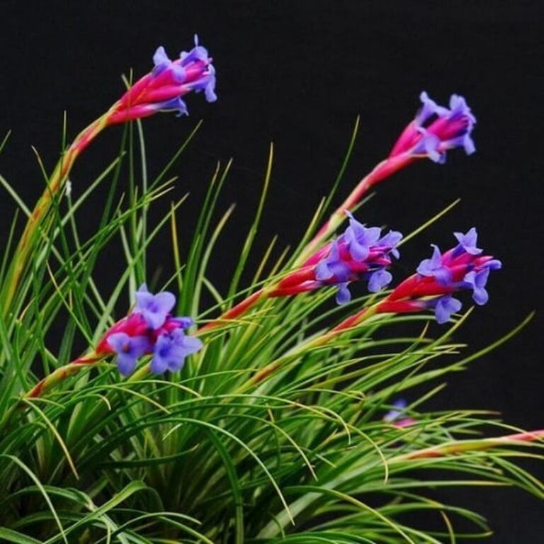 24 Stunning Air Plants That Bring Natural Beauty to Any Home