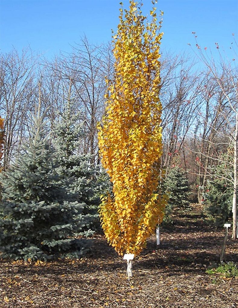 28 Stunning Tall Skinny Trees for Your Perfect Garden Oasis