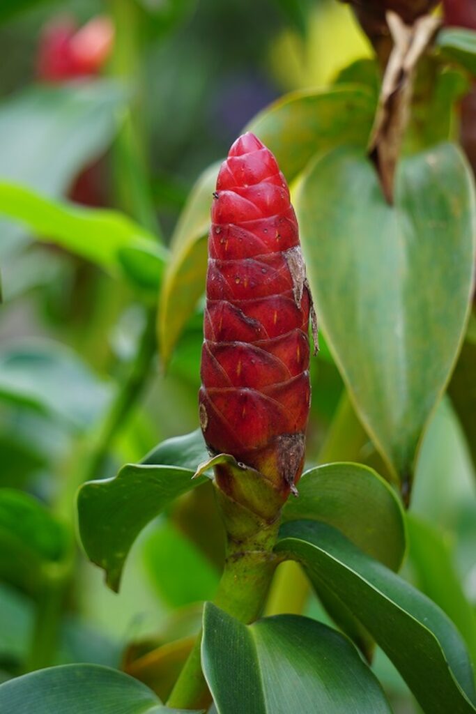 27 Jaw-Dropping Plants that Look like Penis to Amaze Friends