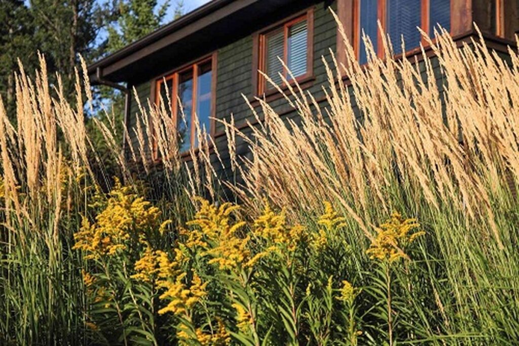 25 Brilliant Tall Grass Privacy Ideas for Your Garden Oasis