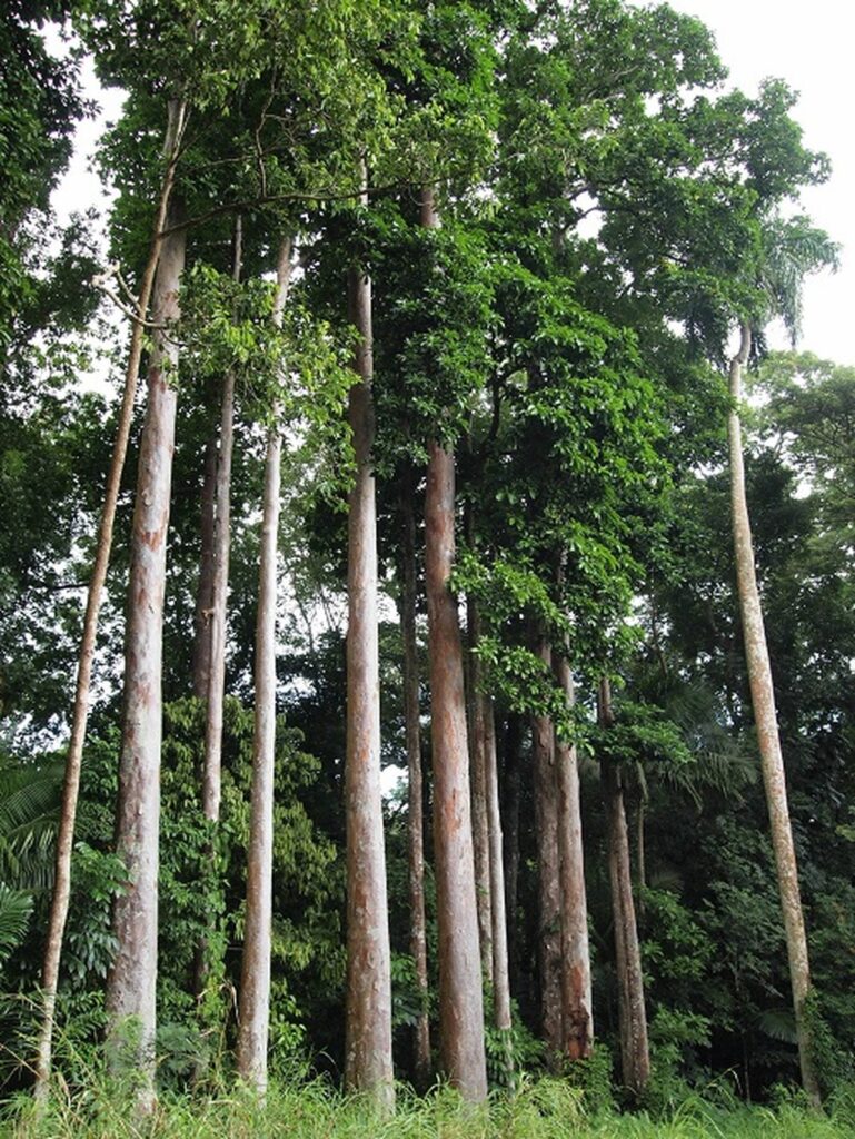 40 Enchanting Trees that Start With T to Explore