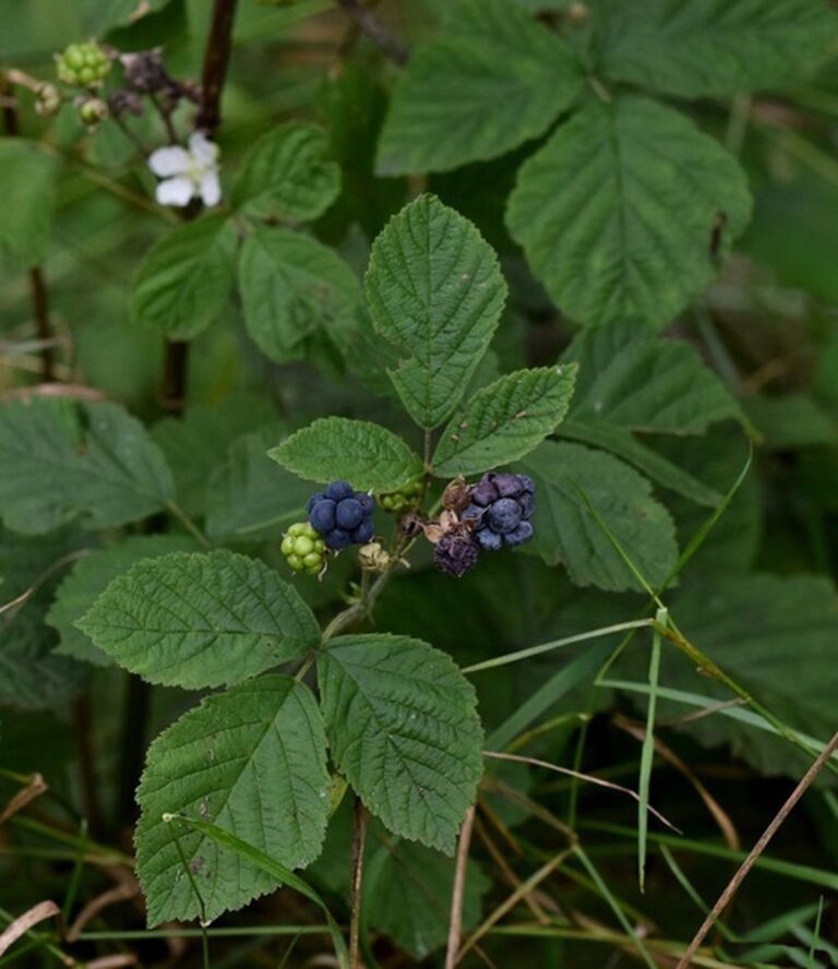 14 Common Plants That Look Like Poison Ivy: Spot the Difference