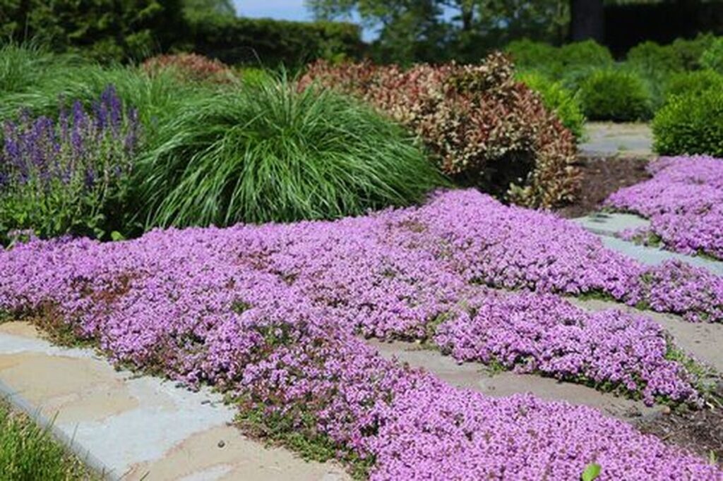 15 Charming Creeping Thyme Lawn Ideas for Natural Beauty