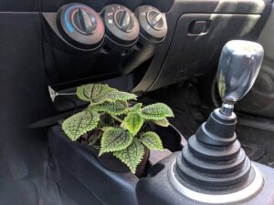 16 Brilliant Car Gardening Ideas to Make Your Ride Bloom